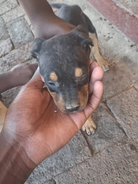 Pets for sale in Windhoek - Dogs - Kalahari Deals Namibia
