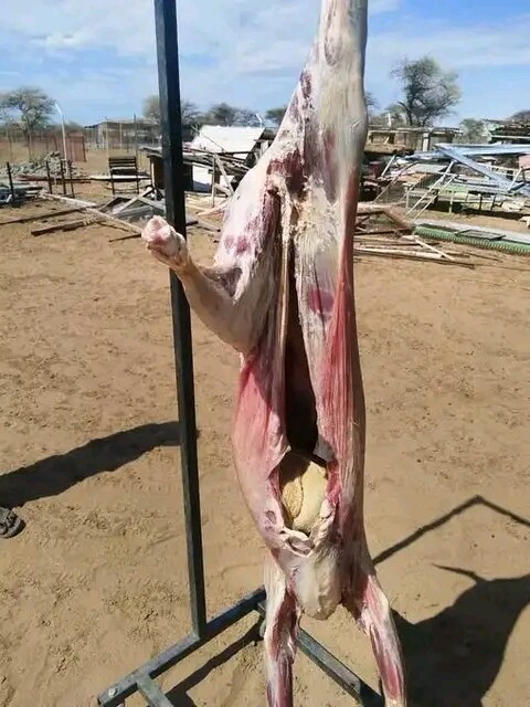 🔥CARCASS GOATS FOR SALE IN WINDHOEK 🔥 for sale in Windhoek - Livestock ...
