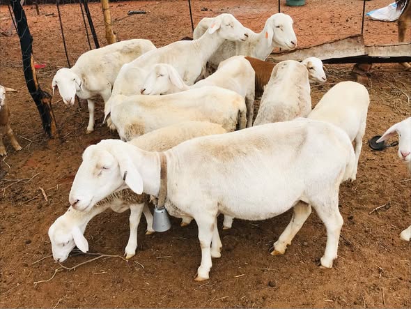 Dorper meat master sheep for sale in Windhoek - Livestock & Game ...