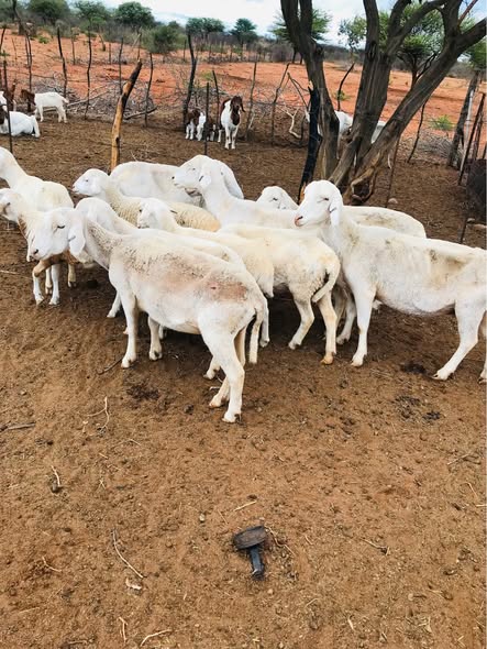 Dorper meat master sheep for sale in Windhoek - Livestock & Game ...
