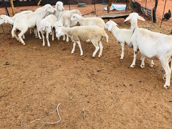 Dorper meat master sheep for sale in Windhoek - Livestock & Game ...