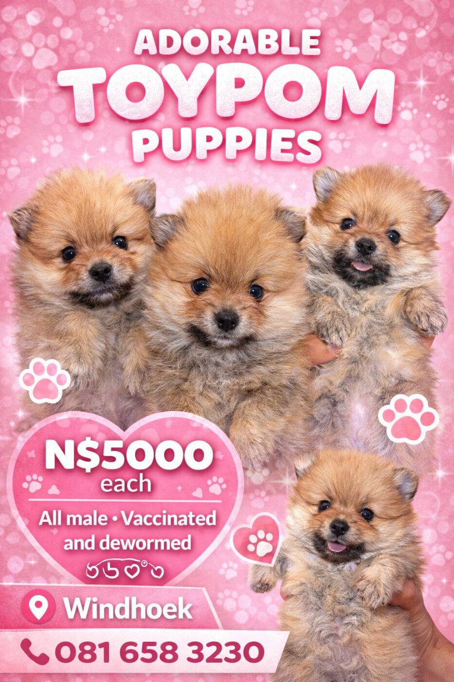 Toypom puppies for sale in Windhoek - Dogs - Kalahari Deals Namibia