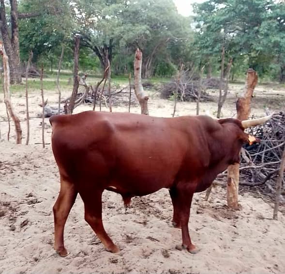 COW for sale in Rundu - Livestock & Game - Kalahari Deals Namibia