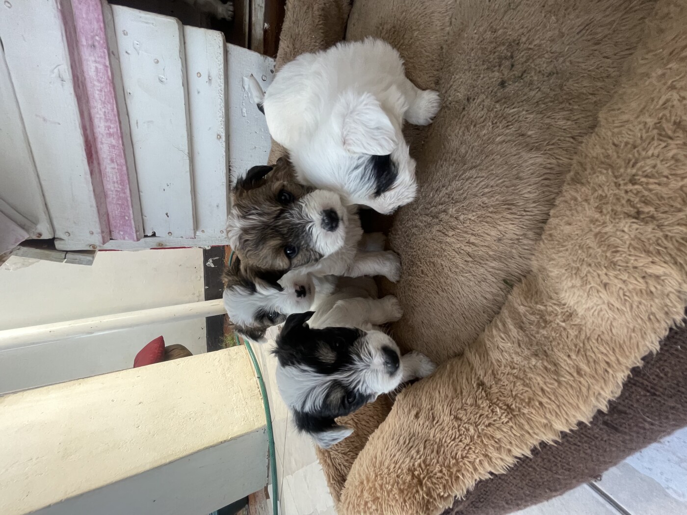 Maltese mix puppies for sale for sale in Windhoek - Dogs - Kalahari ...