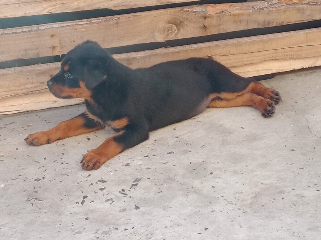 Rottweiler Pedigree pupps for sale in Windhoek - Dogs - Kalahari Deals ...