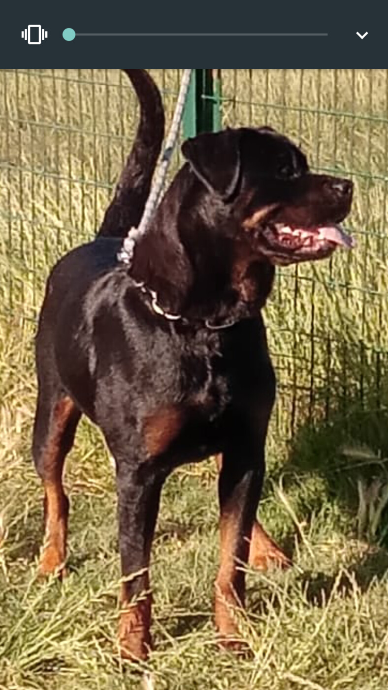 Rottweiler Pedigree pupps for sale in Windhoek - Dogs - Kalahari Deals ...
