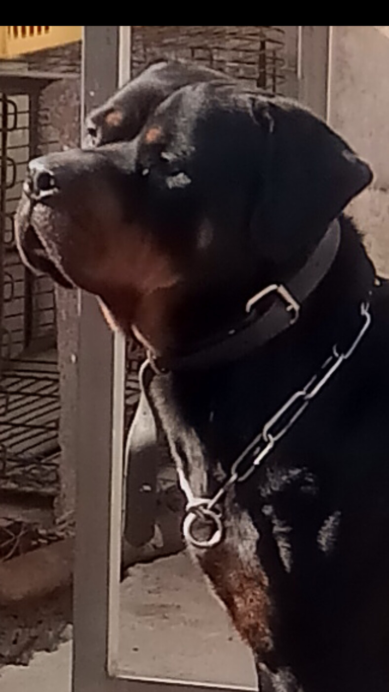 Rottweiler Pedigree pupps for sale in Windhoek - Dogs - Kalahari Deals ...