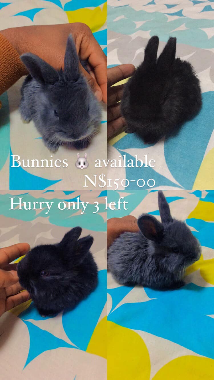 Bunnies for sale in Windhoek - Other Pets - Kalahari Deals Namibia