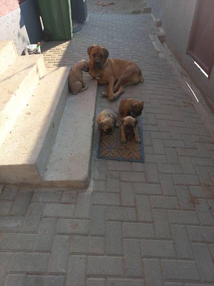 Boerboel puppies for sale in Windhoek - Dogs - Kalahari Deals Namibia