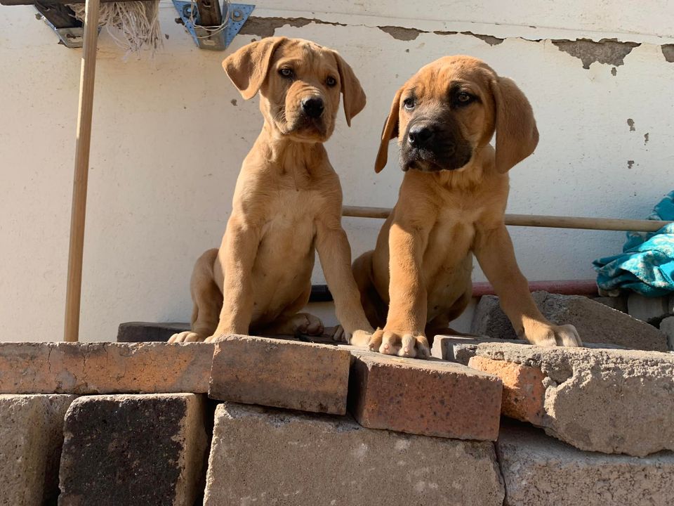 2 female boerboel puppies for sale in Windhoek - Dogs - Kalahari Deals ...