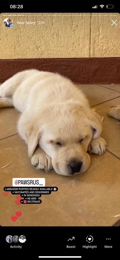 Labrador puppies for sale in Windhoek - Dogs - Kalahari Deals Namibia