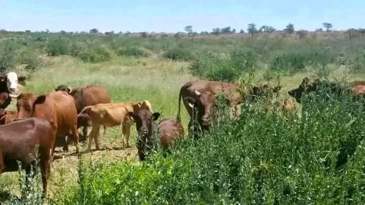 Farm For Sale South-West of Windhoek for sale in Windhoek ...