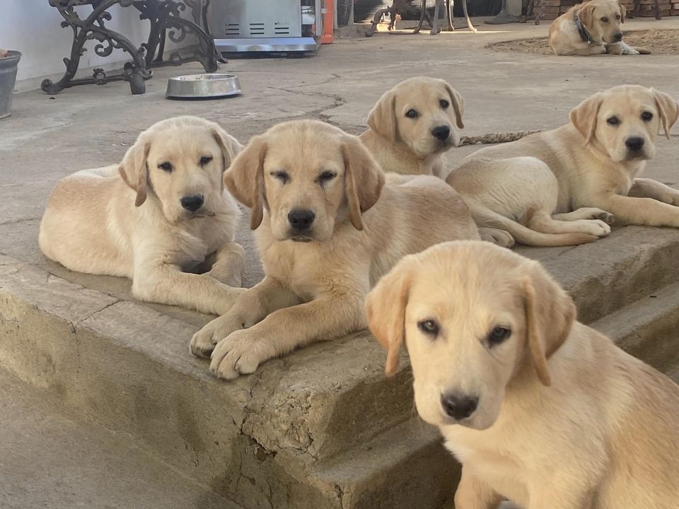 Labrador Puppies for sale in Windhoek - Dogs - Kalahari Deals Namibia