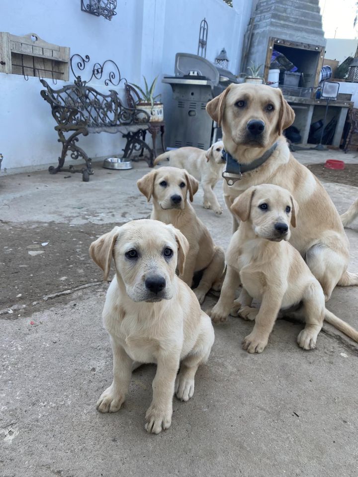 Labrador Puppies for sale in Windhoek - Dogs - Kalahari Deals Namibia