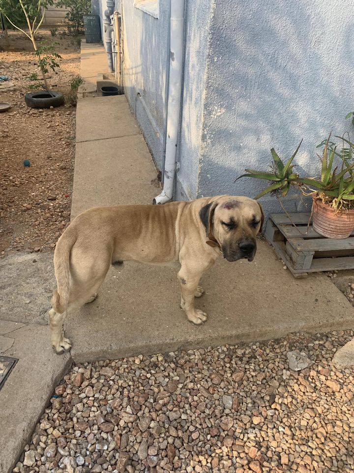 Is The Boerboel Legal In Mauritius
