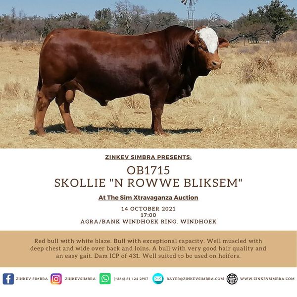 Zinkev Simbra presents the last bull progeny of OB1225 Sugar Daddy to ...
