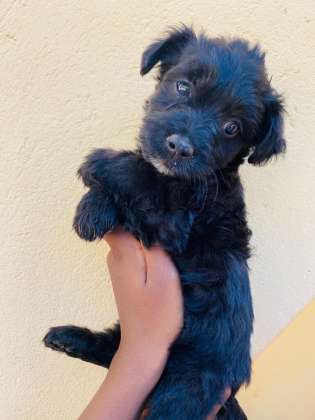 Puppies for sale for sale in Windhoek - Dogs - Kalahari Deals Namibia
