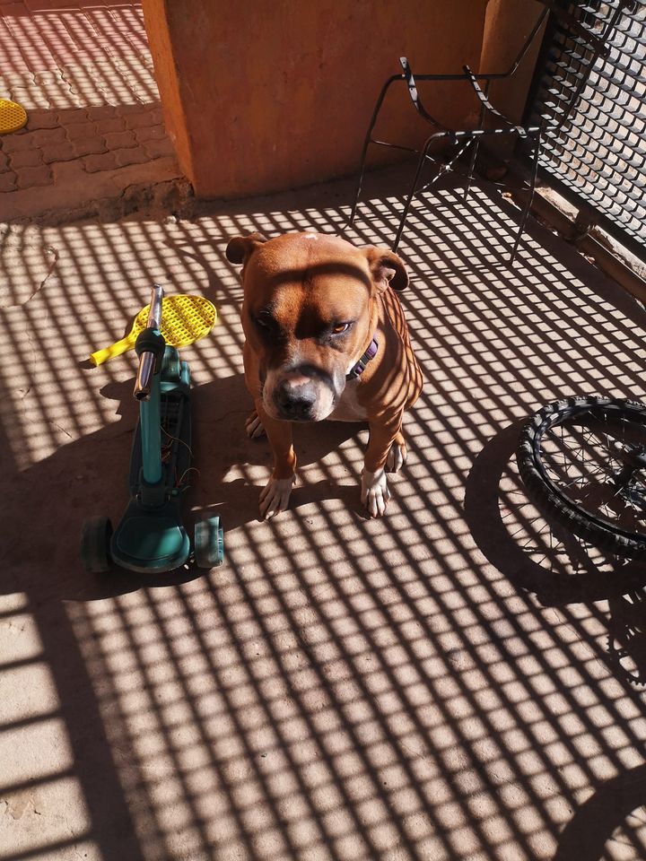 Puppies for sale in Windhoek - Dogs - Kalahari Deals Namibia