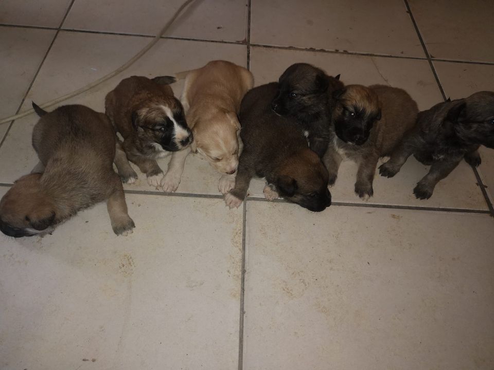 Puppies for sale in Windhoek - Dogs - Kalahari Deals Namibia