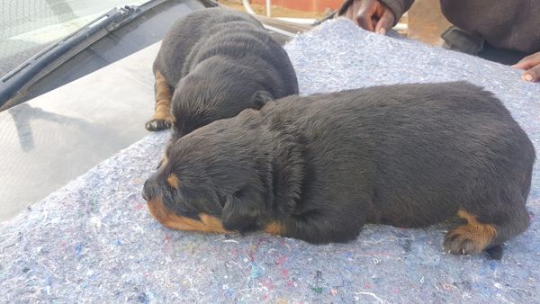 Puppies are born for sale in Windhoek - Dogs - Kalahari Deals Namibia