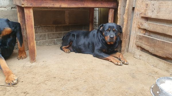 Puppies are born for sale in Windhoek - Dogs - Kalahari Deals Namibia