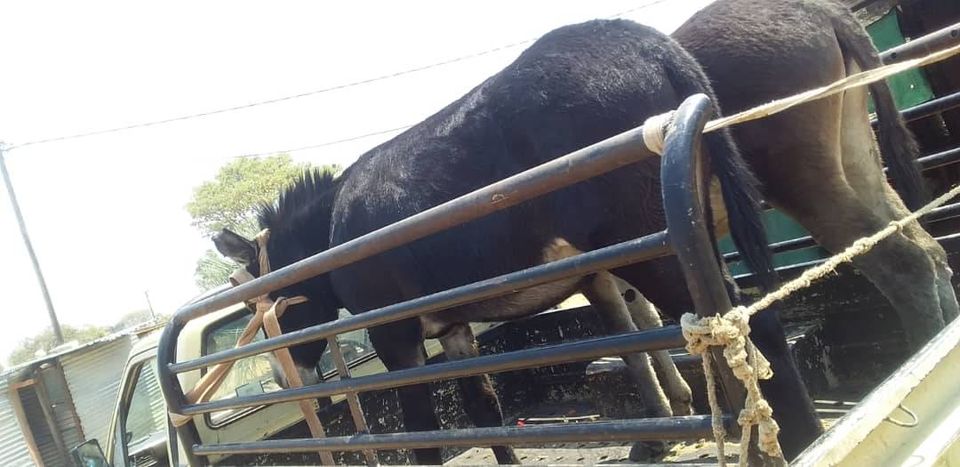 Donkeys for sale in Karibib - Livestock & Game - Kalahari Deals Namibia