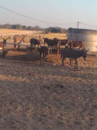 Donkeys for sale in Karibib - Livestock & Game - Kalahari Deals Namibia