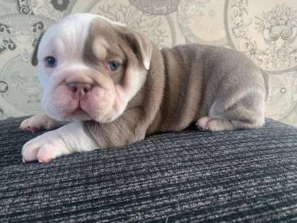 Dwkc registered English bulldog puppys for sale in Rehoboth - Dogs ...