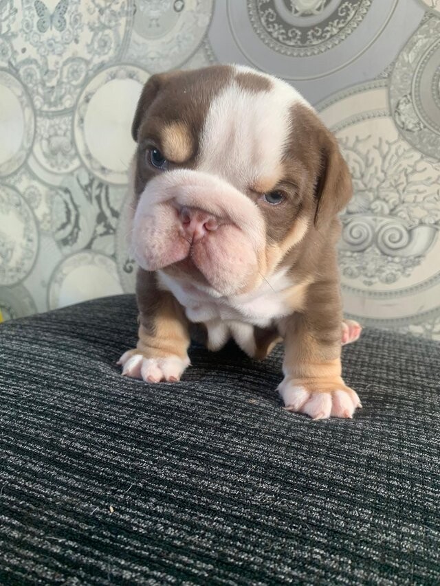 Dwkc registered English bulldog puppys for sale in Rehoboth - Dogs ...