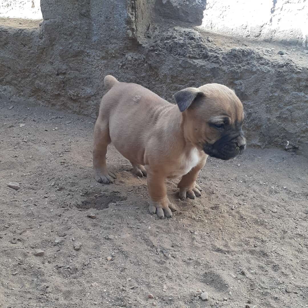 Boerboel puppies for sale for sale in Windhoek - Dogs - Kalahari Deals ...