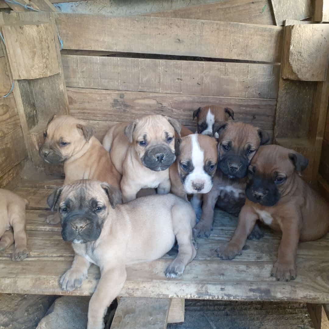 Boerboel puppies for sale for sale in Windhoek - Dogs - Kalahari Deals ...