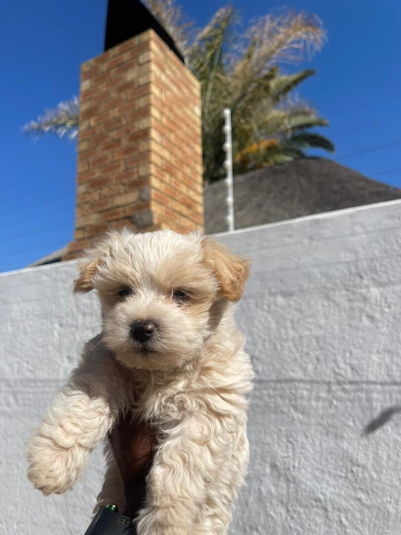 Maltese puppy for sale in Windhoek - Dogs - Kalahari Deals Namibia