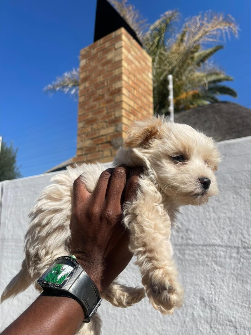 Maltese puppy for sale in Windhoek - Dogs - Kalahari Deals Namibia