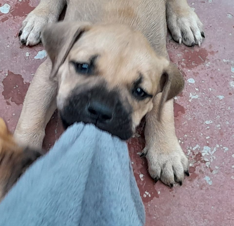 Pure boerboel puppies for sale in Windhoek - Dogs - Kalahari Deals Namibia