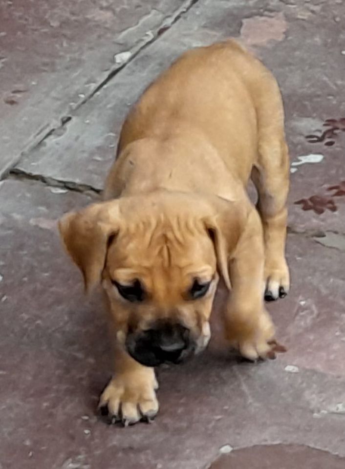 Pure boerboel puppies for sale in Windhoek - Dogs - Kalahari Deals Namibia