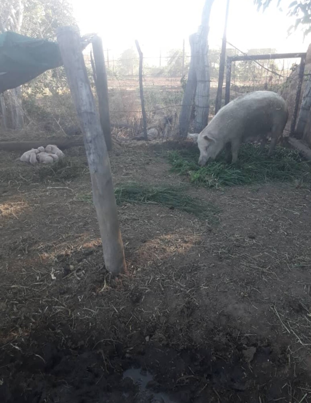 German Noble Pigs for sale in Outjo - Livestock & Game - Kalahari Deals ...