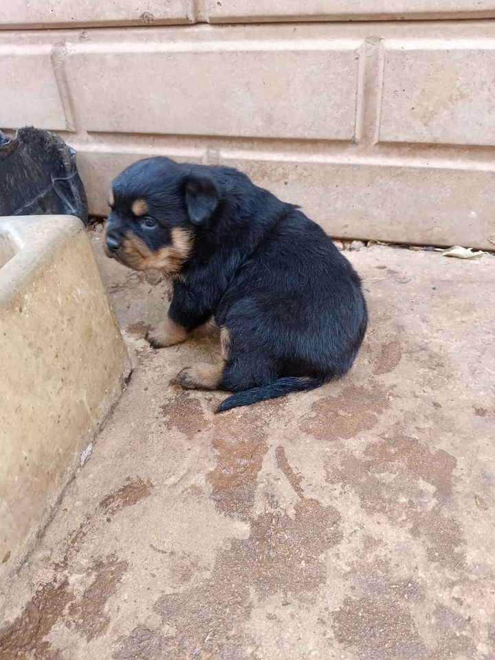 5 weeks old male and female puppies for sale in Windhoek - Dogs ...