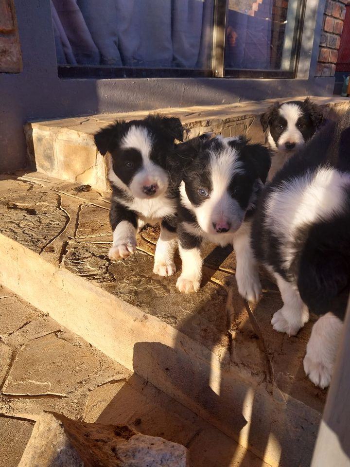 Border Collie Puppies for sale in Windhoek - Dogs - Kalahari Deals Namibia