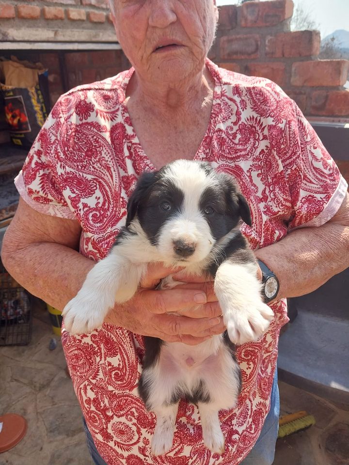 Border Collie Puppies for sale in Windhoek - Dogs - Kalahari Deals Namibia
