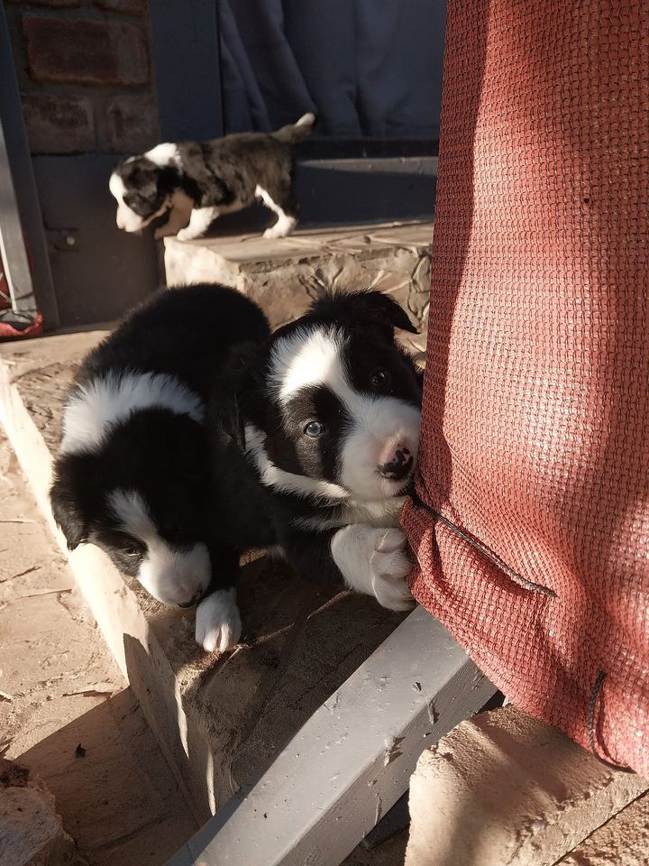 Border Collie Puppies for sale in Windhoek - Dogs - Kalahari Deals Namibia
