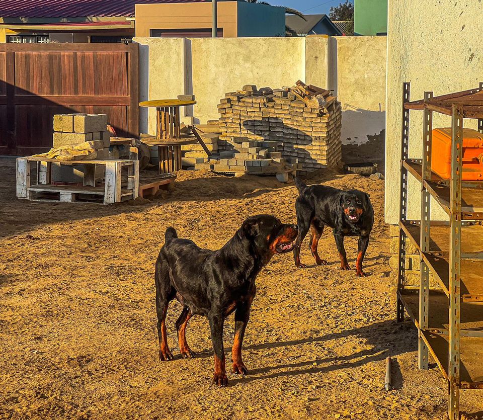 Rottweiler puppies for sale in Windhoek - Dogs - Kalahari Deals Namibia