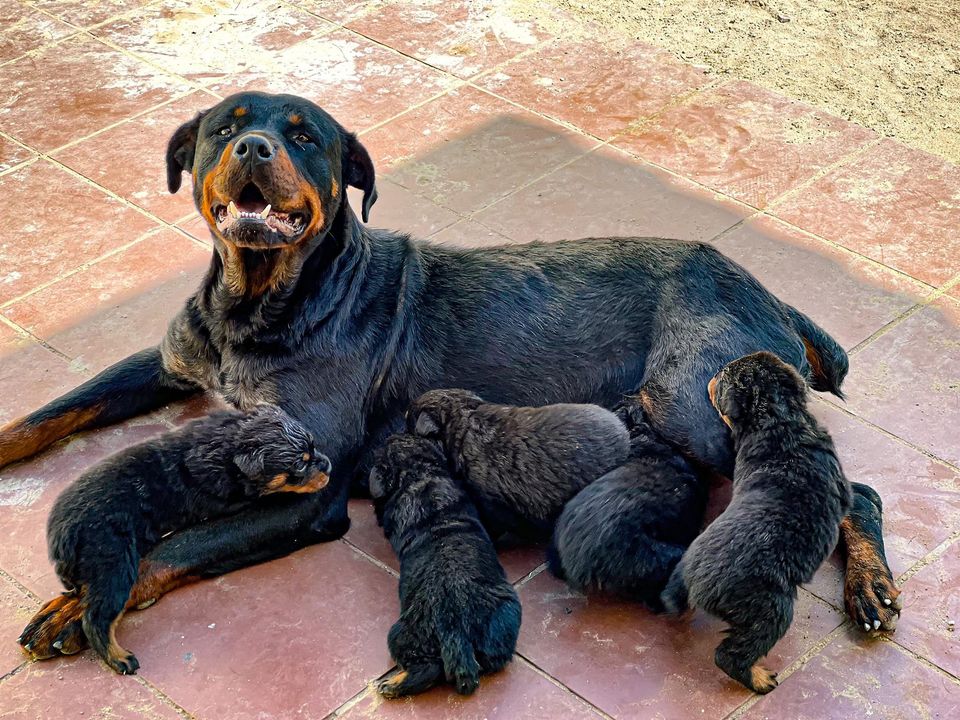 Rottweiler puppies for sale in Windhoek - Dogs - Kalahari Deals Namibia