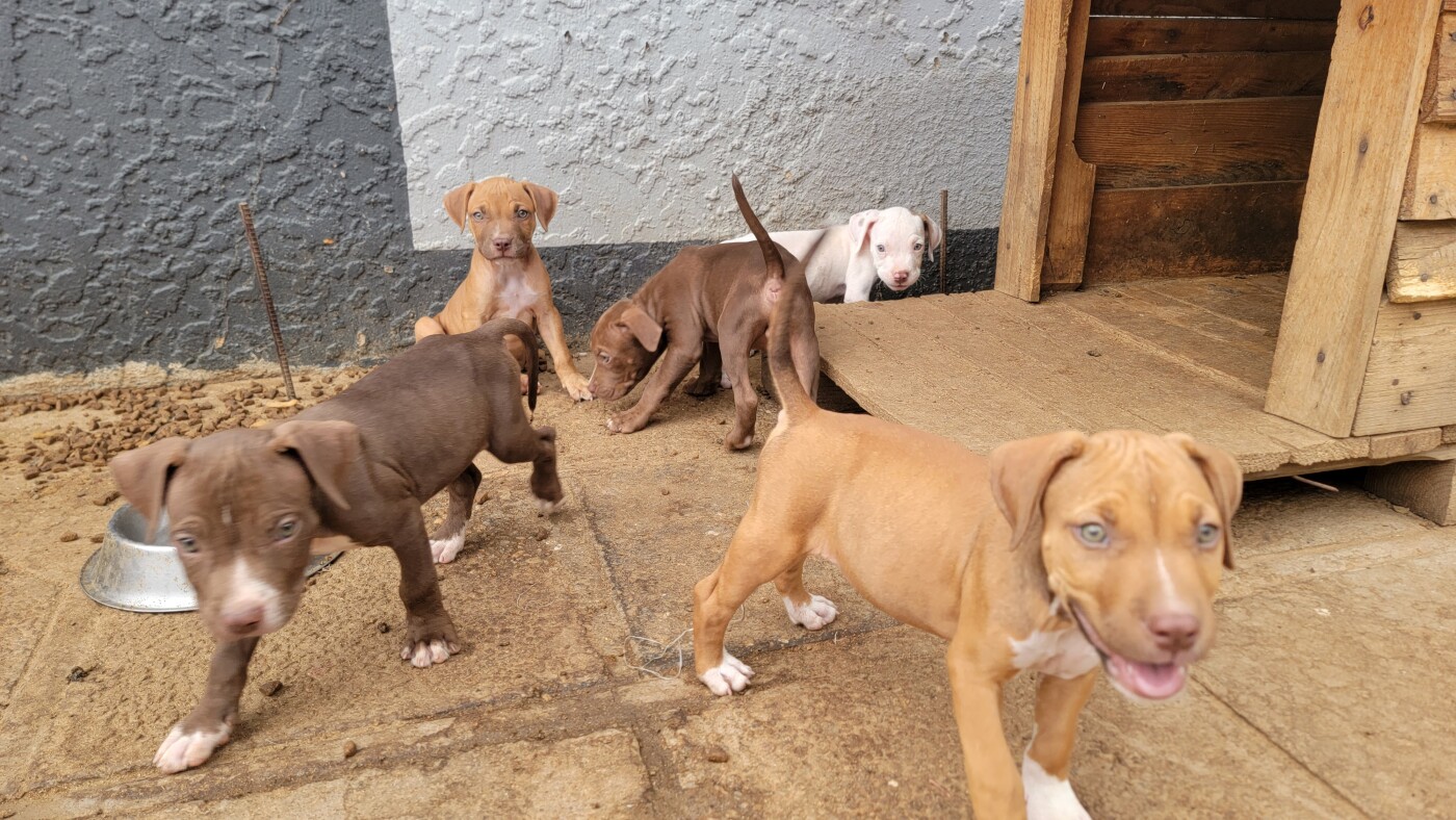Pitbull Puppies for sale in Windhoek - Dogs - Kalahari Deals Namibia