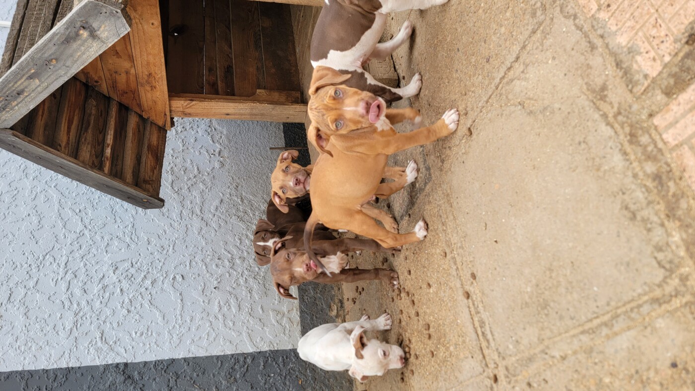 Pitbull Puppies for sale in Windhoek - Dogs - Kalahari Deals Namibia