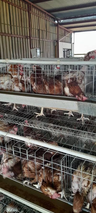 Chicken for sale in Windhoek - Livestock & Game - Kalahari Deals Namibia