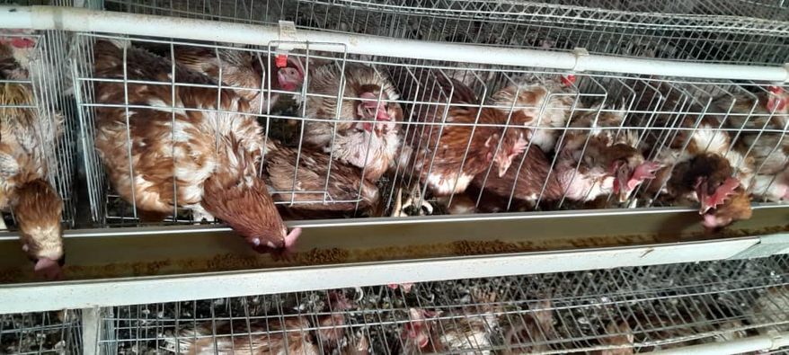 Chicken for sale in Windhoek - Livestock & Game - Kalahari Deals Namibia
