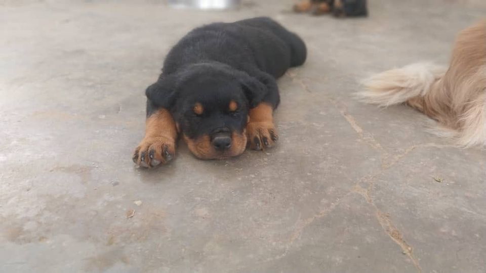 Male Rottweiler puppy for sale in Windhoek - Dogs - Kalahari Deals Namibia