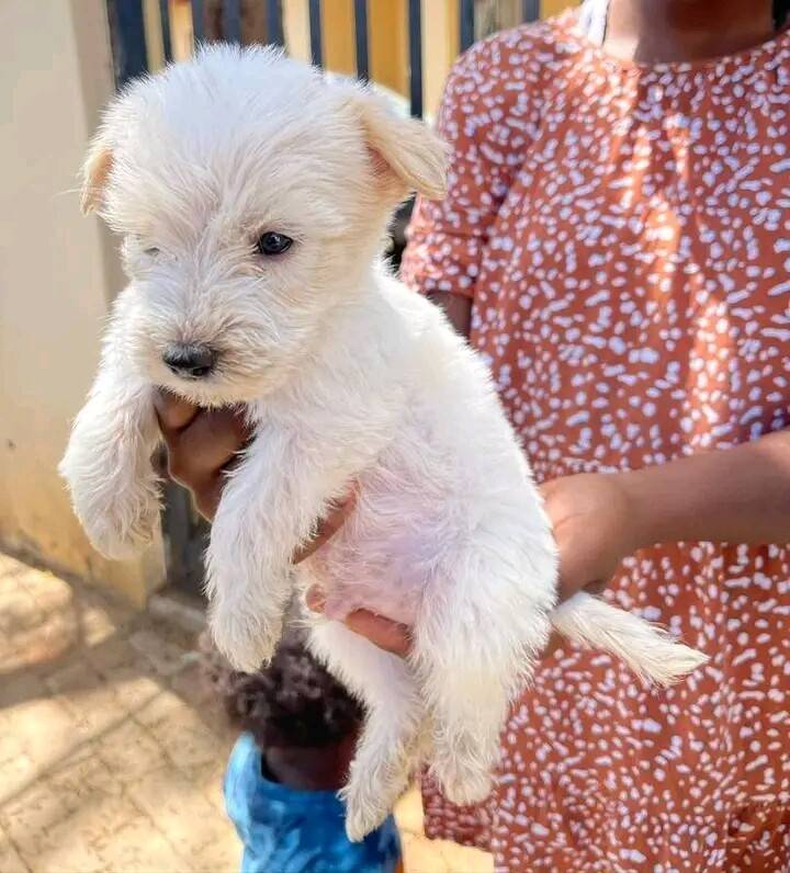Maltese puppies for sale in Windhoek - Dogs - Kalahari Deals Namibia
