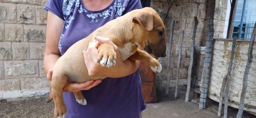 Bull terrier male puppies for sale in Windhoek - Dogs - Kalahari Deals ...