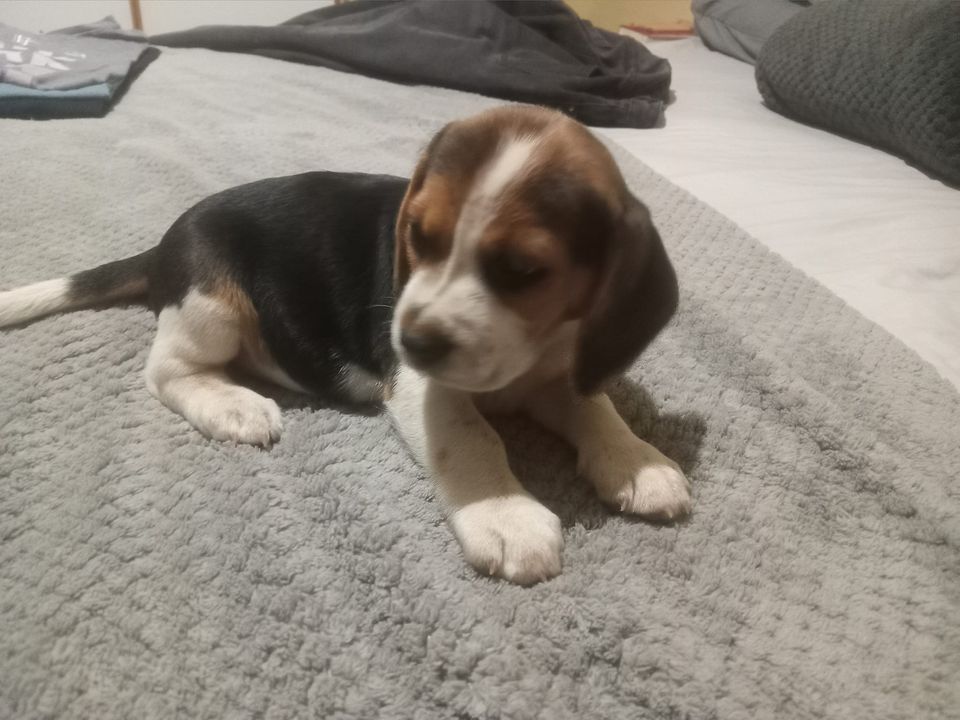 1 x Beagle Female puppy for sale in Windhoek - Dogs - Kalahari Deals ...